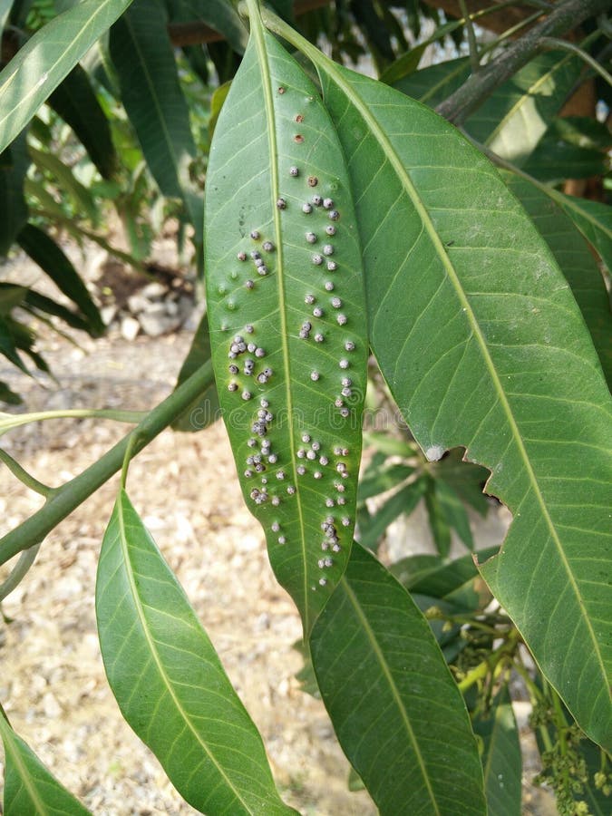 Aphid mango stock photo. Image of mango, aphid, leaves - 49424338