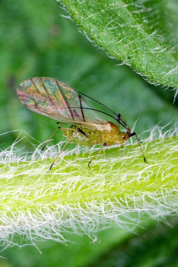 Aphid on Mint Leaf. it is an Aphid in the Superfamily Aphidoidea in the ...