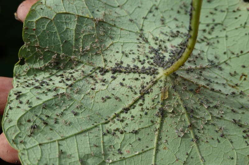 Aphid Pest Attack on Backyard Garden Crop. Aphid Attacks Nasturtium ...