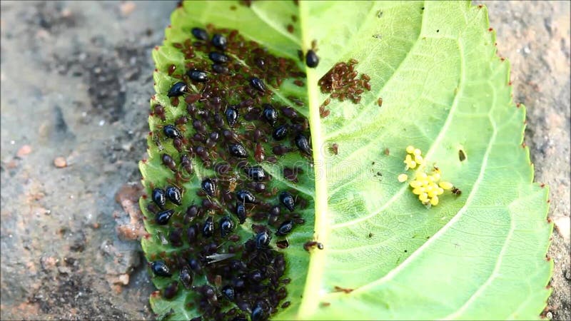 Aphid (plant Lice) on a Cherry Tree Leaf Stock Video - Video of nature ...