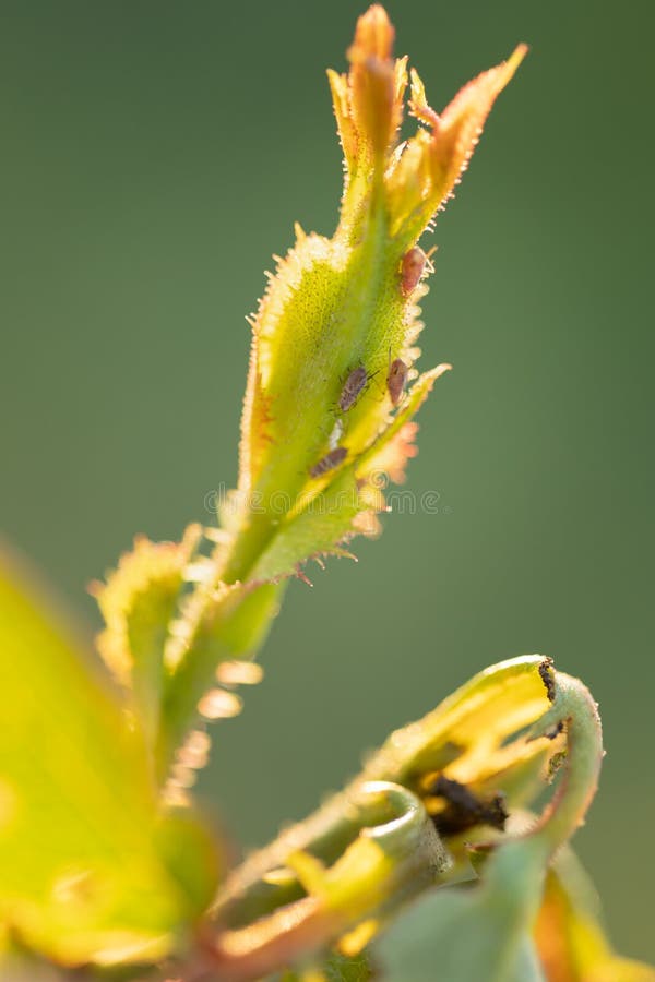 Aphid on a rose stock image. Image of parasite, greenfly - 250796917