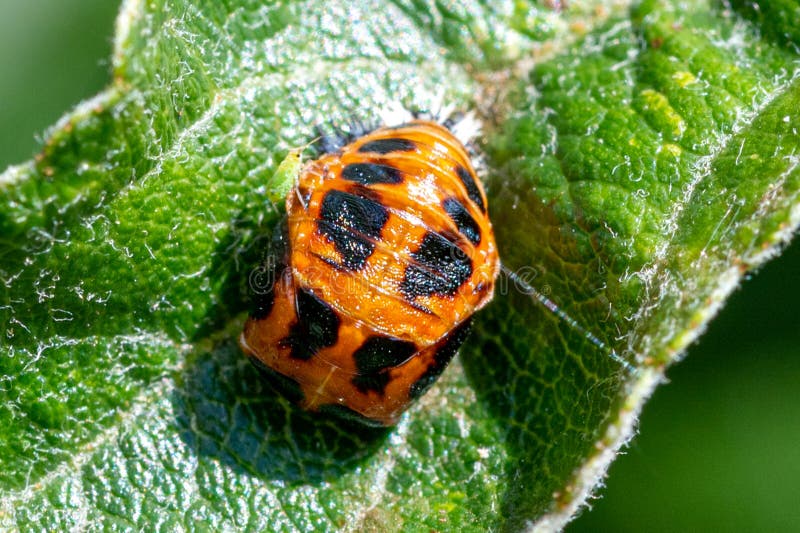Aphid on the Shell of a Pupa Harlequin Ladybird Stock Image - Image of ...