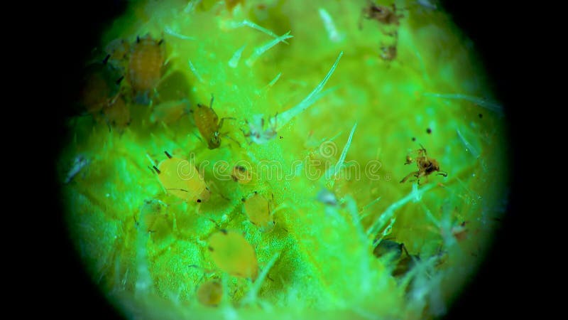 Aphid Under a Microscope, - Aphid Superfamily Aphidoidea, Hemiptera on ...