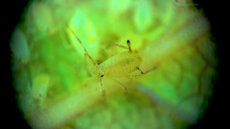 Aphid Under a Microscope, - Aphid Superfamily Aphidoidea, Hemiptera on ...