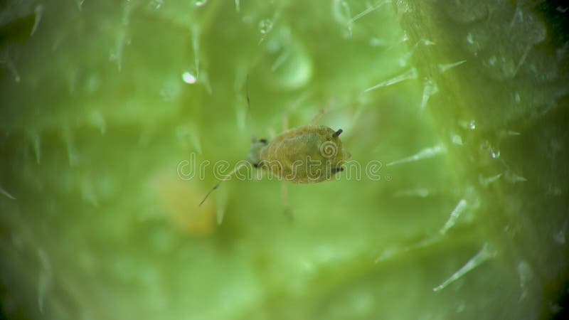 Aphid Under a Microscope, Aphididae - Aphid Superfamily Aphidoidea ...