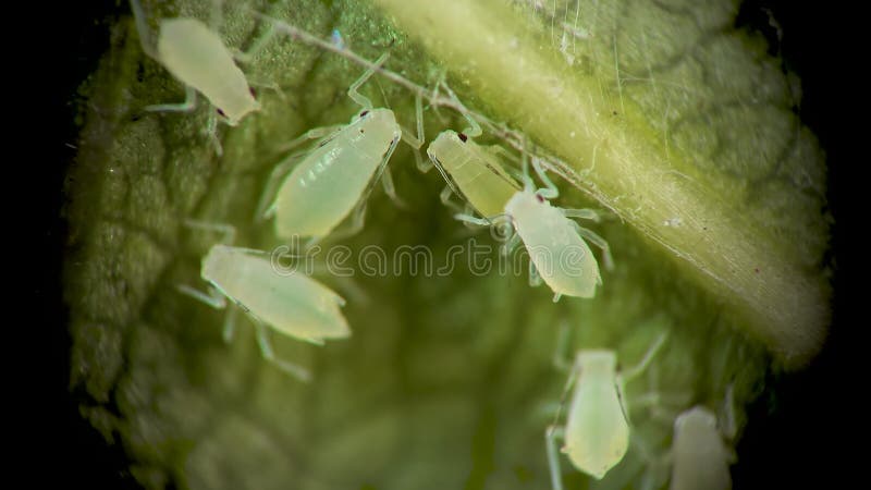 Aphid Under a Microscope, Aphididae - Aphid Superfamily Aphidoidea ...