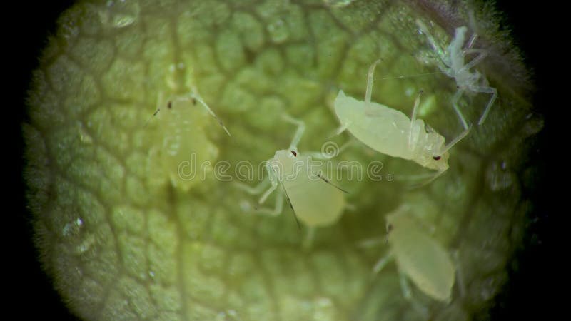 Aphid Under a Microscope, Aphididae - Aphid Superfamily Aphidoidea ...