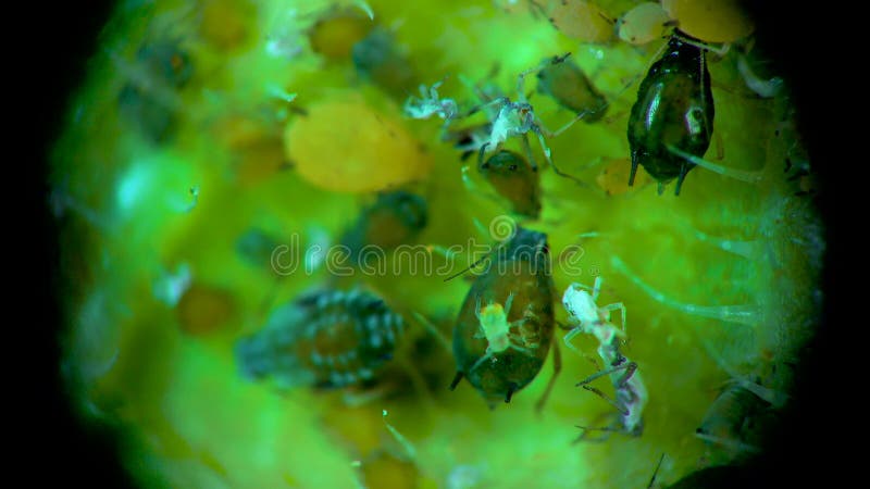 Aphid Under a Microscope, Aphididae - Aphid Superfamily Aphidoidea ...