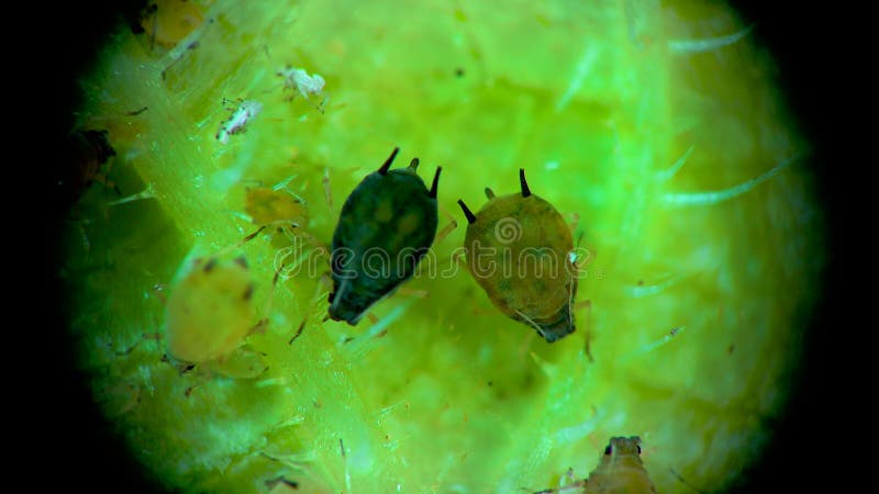 Aphid Under a Microscope, Aphididae - Aphid Superfamily Aphidoidea ...