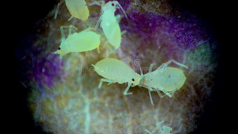 Aphid Under a Microscope, Aphididae - Aphid Superfamily Aphidoidea ...