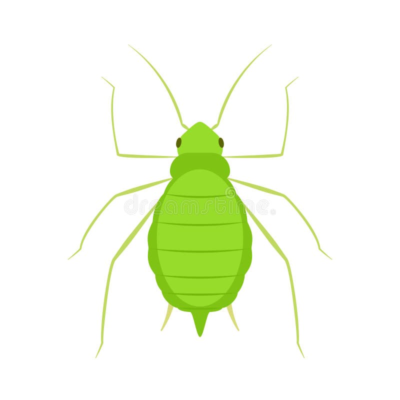 Aphids On Plants Drawing