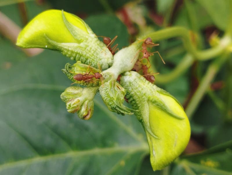 Aphidoidea Aphids are a Species of Small Insects that Feed on Plant Sap ...