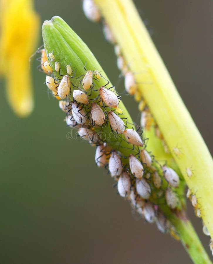 Ladybug and aphids stock image. Image of biological, prey - 14294015