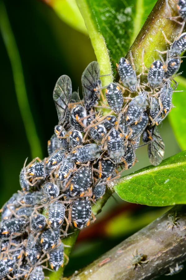 Aphids stock photo. Image of nature, life, wildlife, portrait - 26743412