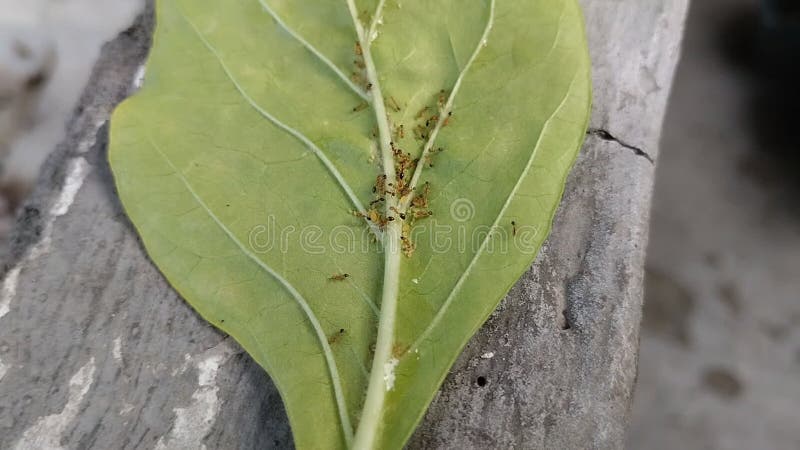 Aphids and Ants on Chili Leaves with Cement Floors As Stock Footage ...