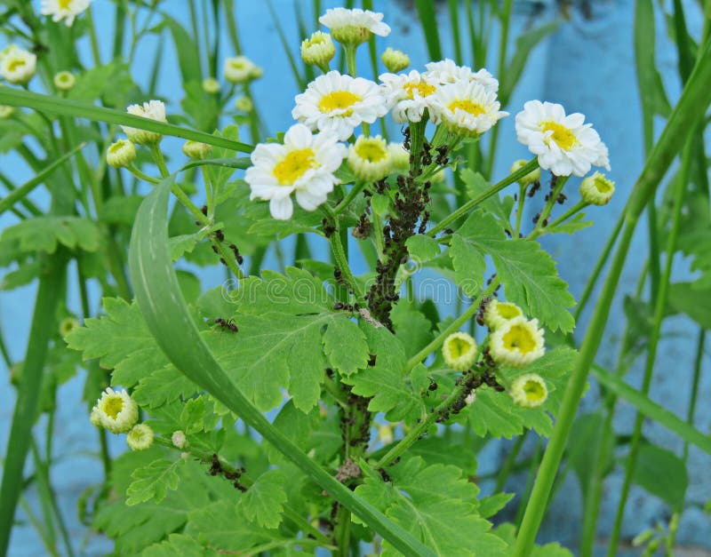 Aphids and Ants on a Flower Stalk Pyrethrum Stock Image - Image of ...