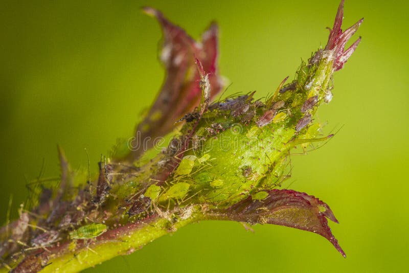 Aphids stock photo. Image of biological, control, farm - 145712818