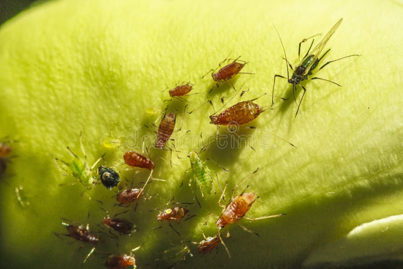 Aphids stock image. Image of green, animal, larva, attack - 145712823