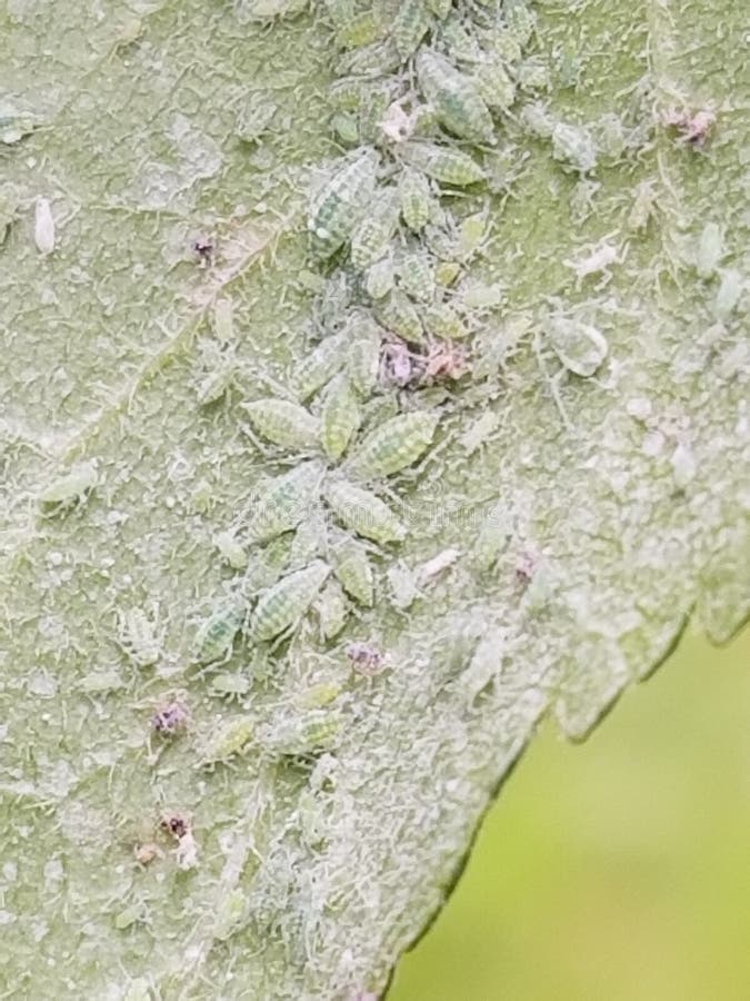 Aphids stock photo. Image of zoology, insects, botany - 157155120