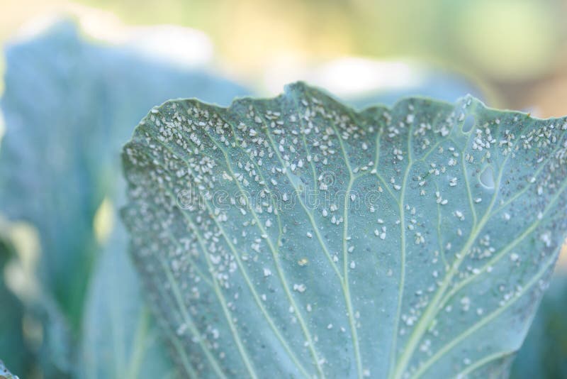 Aphids on cabbage stock photo. Image of green, brassica - 203797874