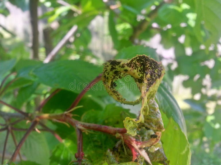Aphids on cherry tree stock photo. Image of illness, detail - 42573796