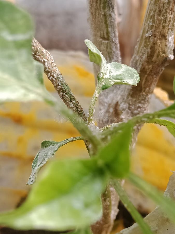 Aphids on Chili Plants are Very Bad for Growth Stock Photo - Image of ...