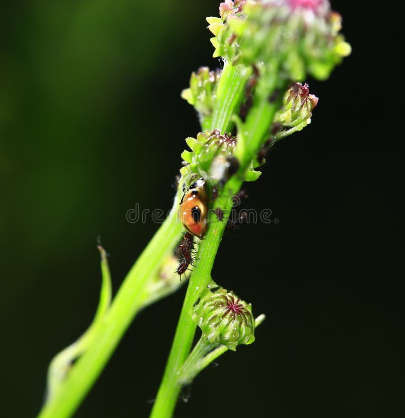 Aphids, close-up stock image. Image of pests, biology - 238973635