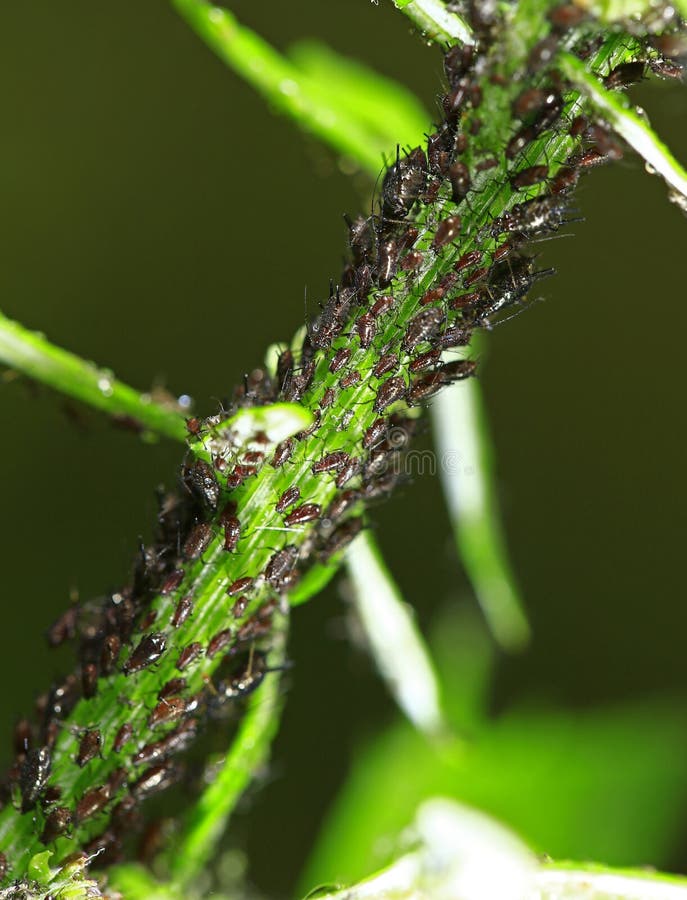 Aphids, close-up stock image. Image of aphids, wasp - 238974789