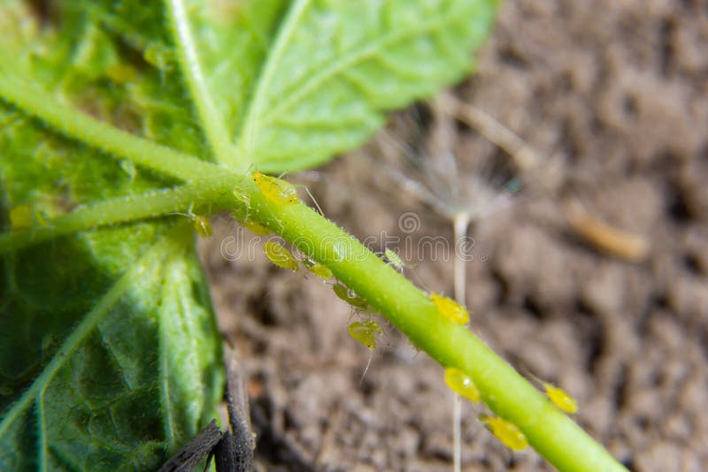 Aphids Curled Foliage, Close Up Leaf Curled on Cherry Tree, Prunus Sp ...