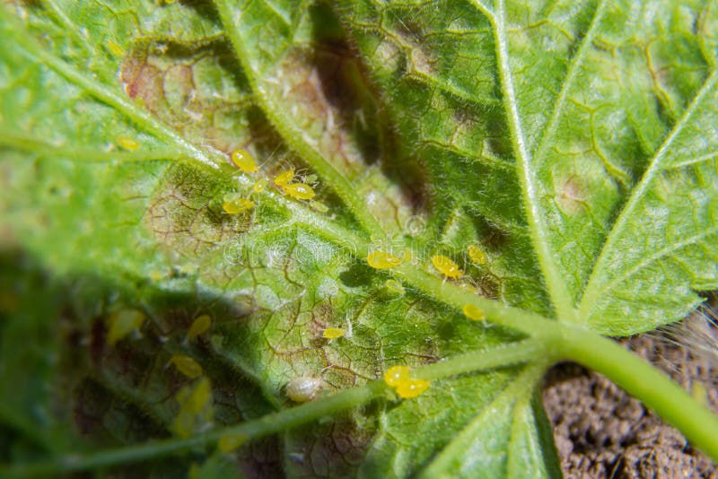 Aphids Curled Foliage, Close Up Leaf Curled on Cherry Tree, Prunus Sp ...