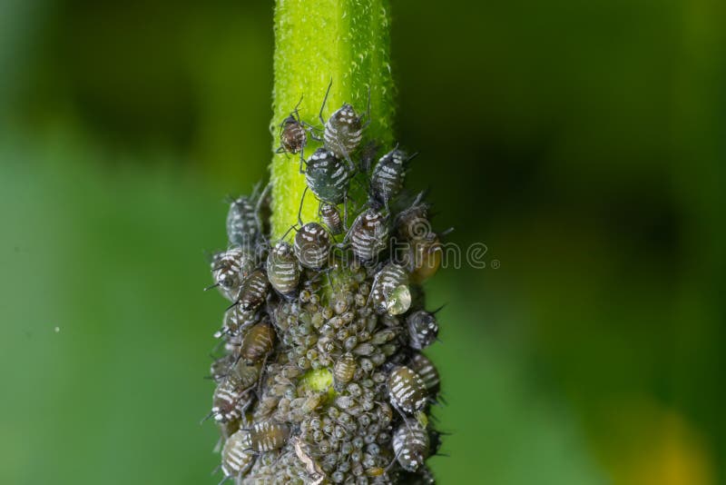 Aphids Curled Foliage, Close Up Leaf Curled on Cherry Tree, Prunus Sp ...
