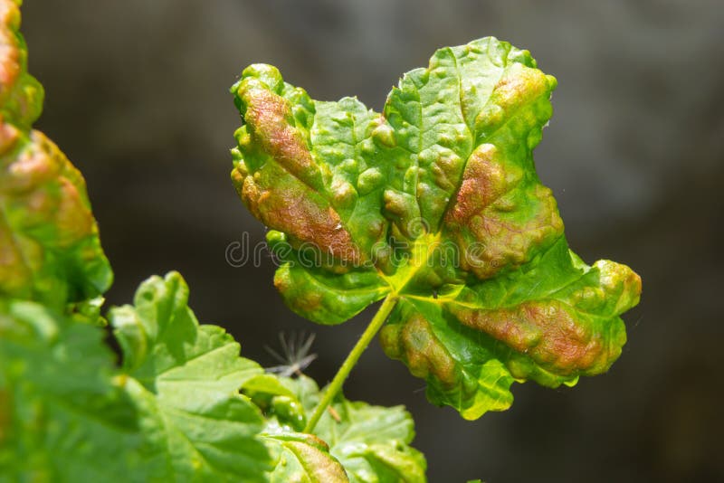 Aphids Curled Foliage, Close Up Leaf Curled on Cherry Tree, Prunus Sp ...