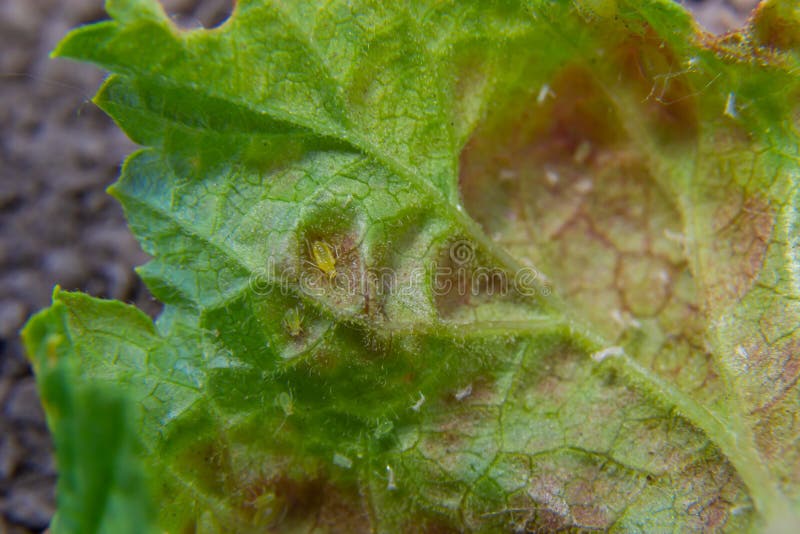 Aphids Curled Foliage, Close Up Leaf Curled on Cherry Tree, Prunus Sp ...