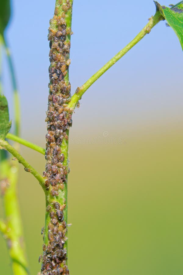 Aphids damage tree stock image. Image of branch, endanger - 242658479
