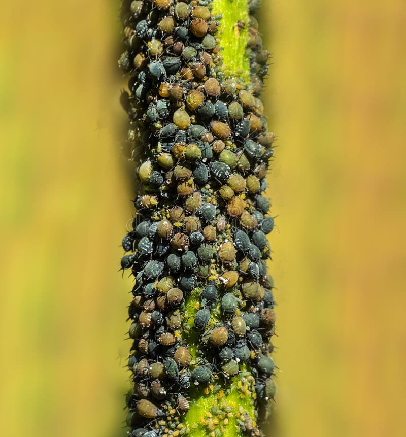 Aphids - dangerous pests stock image. Image of insect - 55200599