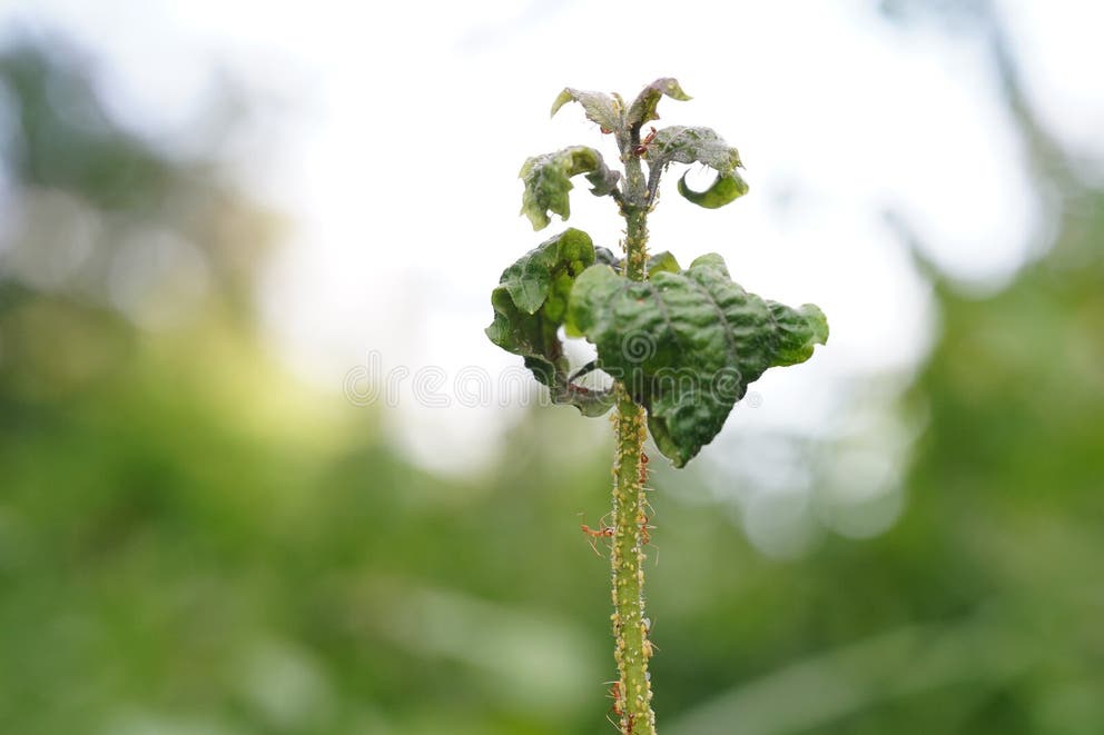 Aphids that are Destroying Plants Stock Image - Image of biology ...