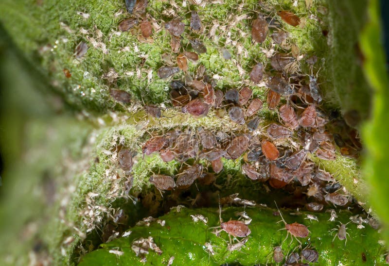 Colony of Woolly Apple Aphids or American Blight Eriosoma Lanigerum ...