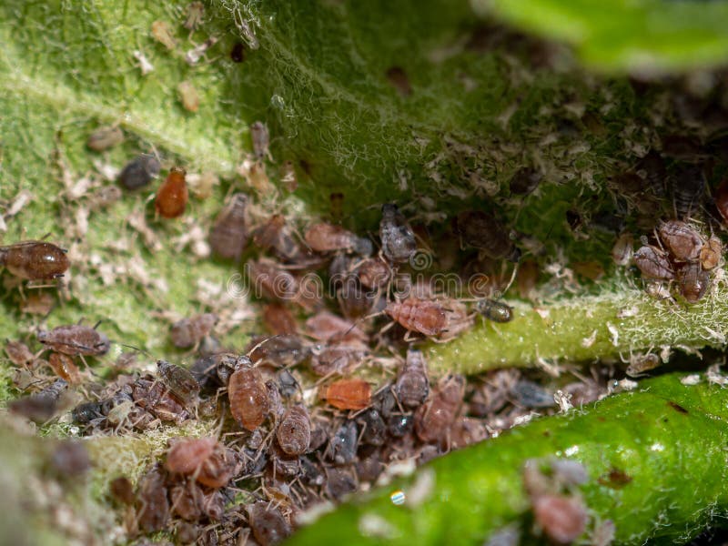Aphids Feeding on an Apple Tree Leaf Stock Photo - Image of lice ...