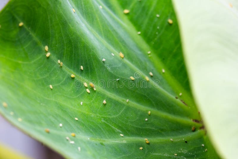 Aphids Feeding on Plant Leaf Stock Image - Image of protection, damage ...
