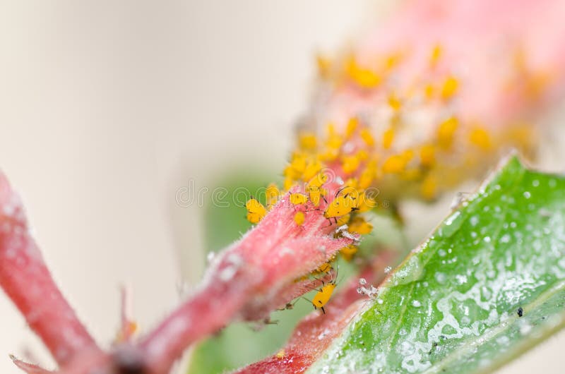 Aphids on the flower stock image. Image of plant, closeup - 27814007