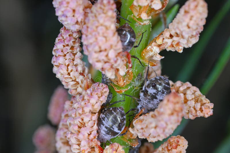 126 Aphids Life Cycle Stock Photos - Free & Royalty-Free Stock Photos ...
