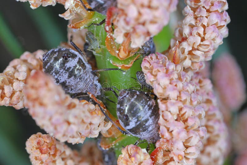 126 Aphids Life Cycle Stock Photos - Free & Royalty-Free Stock Photos ...