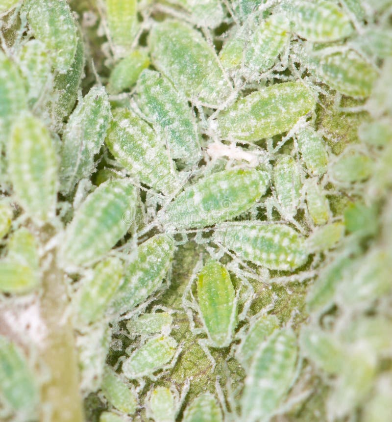 Aphids on a Green Leaf. Close Stock Photo - Image of colony, lice: 95392900