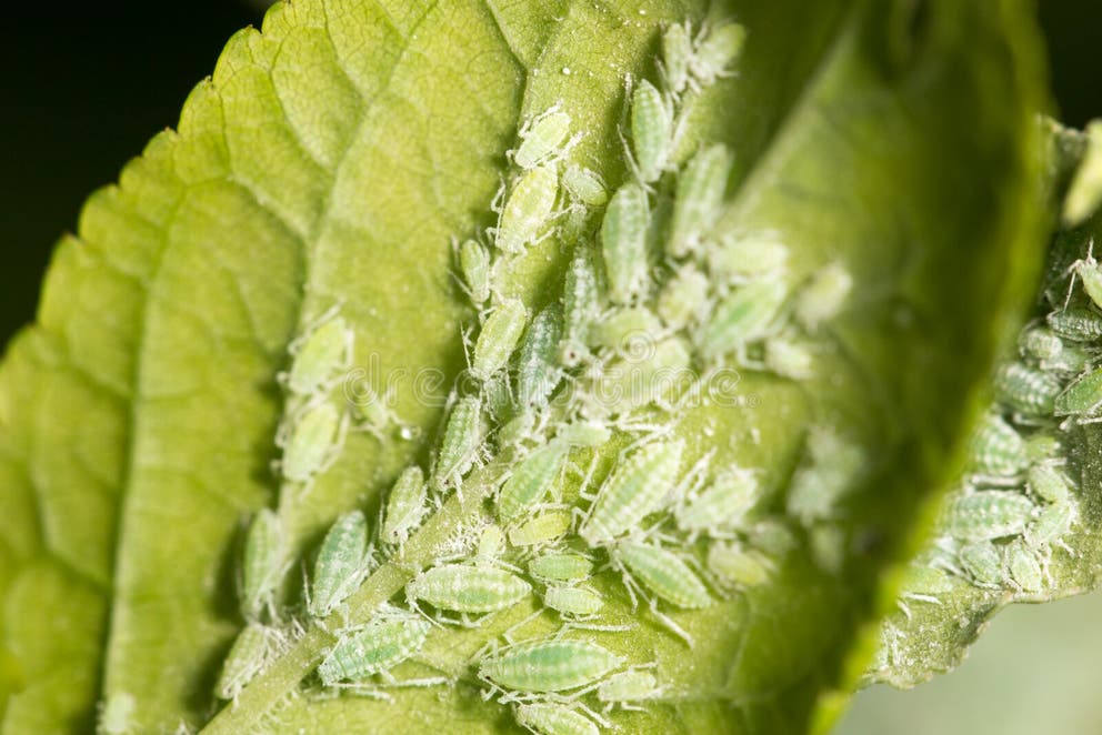 Aphids on a Green Leaf. Close Stock Photo - Image of portrait, parks ...