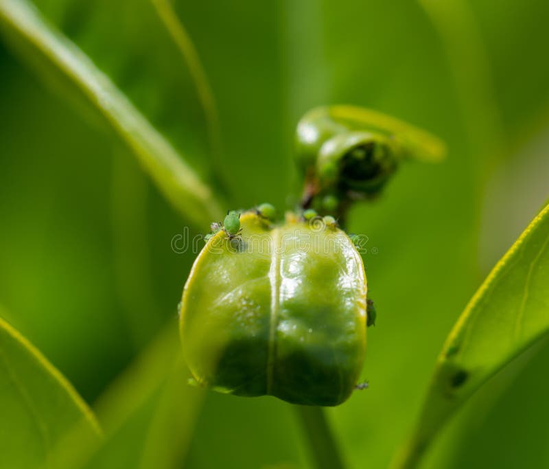 Aphids On Fruit Trees. Garden Pests Destroy The Pear Tree. Stock Image ...