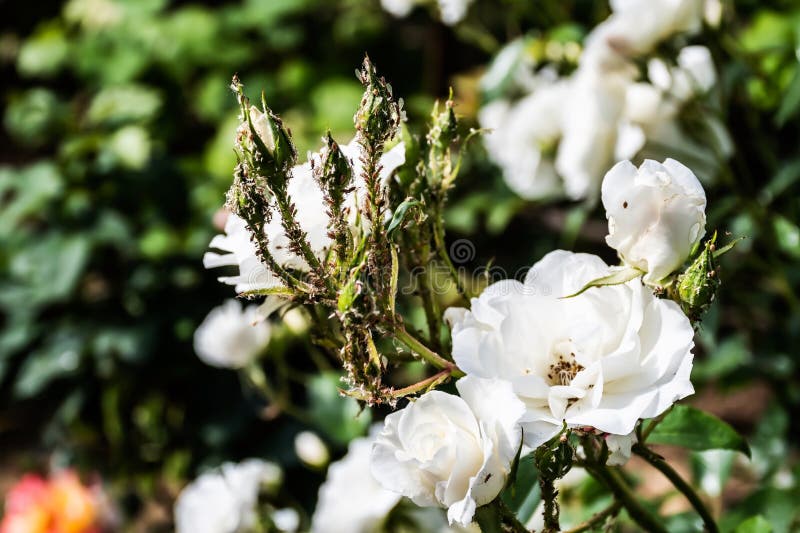 Aphids (greenfly and Blackfly) Stock Image - Image of mallow, parasite ...