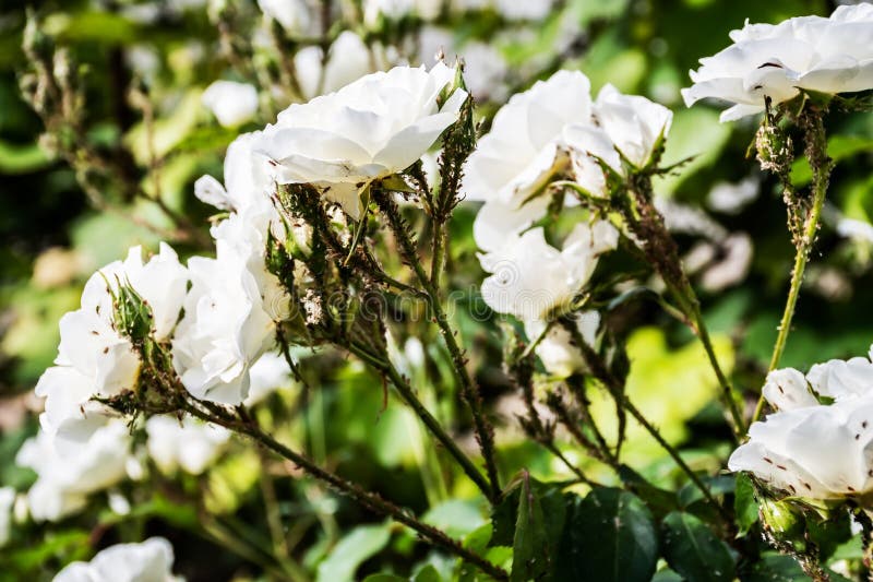 Aphids (greenfly and Blackfly) Stock Photo - Image of botanical ...