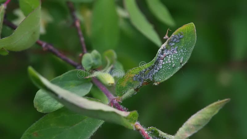 Aphids Infesting Green Leaf Covered with Water Droplets on Plant Branch ...