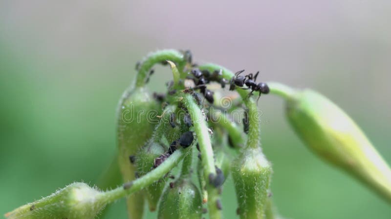 Aphids Insects Ants Eating Them Destructive Insects Pests Aphididae ...