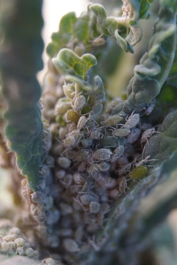 Aphids on Kale stock photo. Image of leaves, nature, plant - 69739304